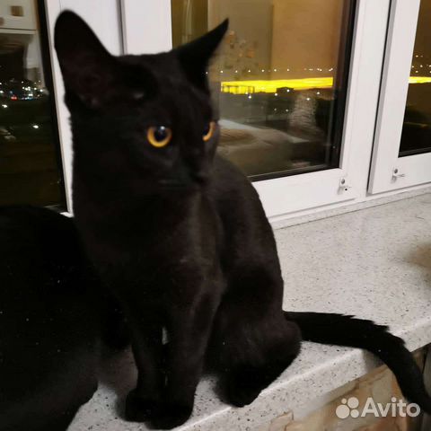 Чаузи кошки