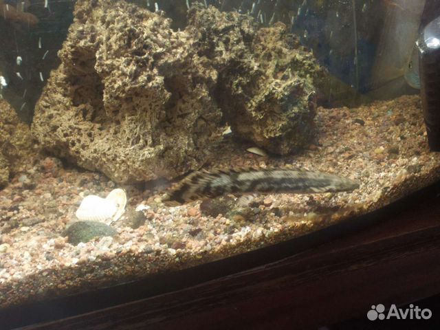 Полиптерусы и акара