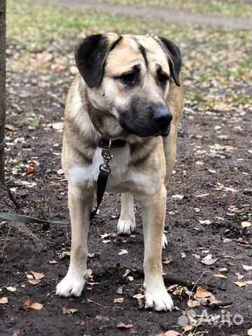 Стёпа - красивый пёс в добрые руки