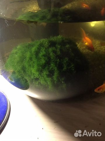 Мох для аквариума кладофора