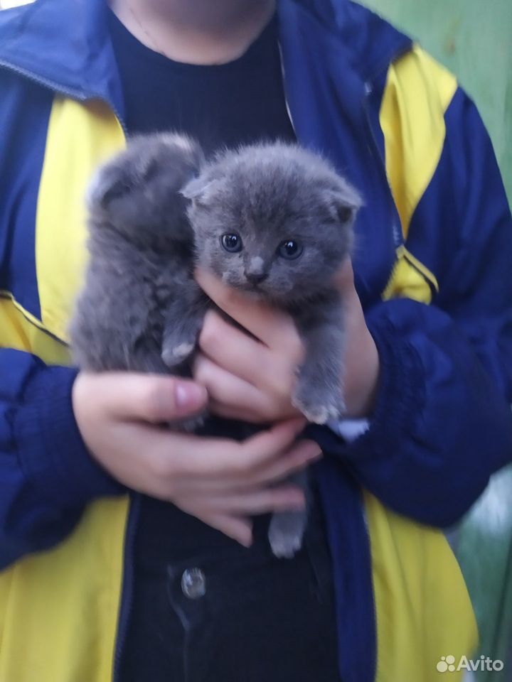 Шотландская