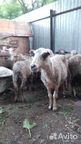 Овцы бараны