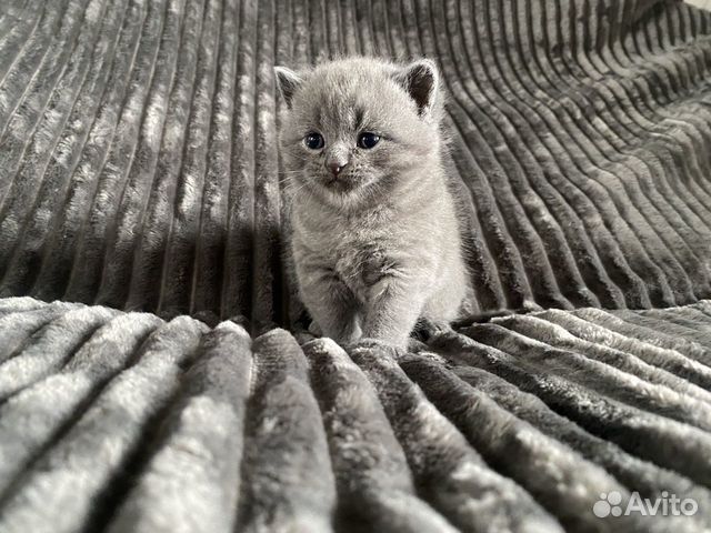 Шотландские котята