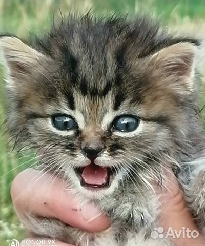 Сибирские котята в добрые руки