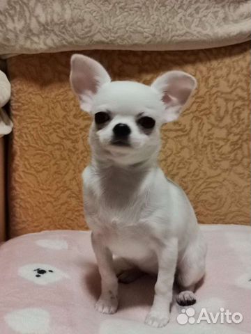 Чихуахуа Девочка стандартного размера
