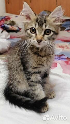 Крошка-кошка