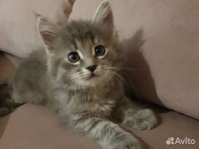 Котенок