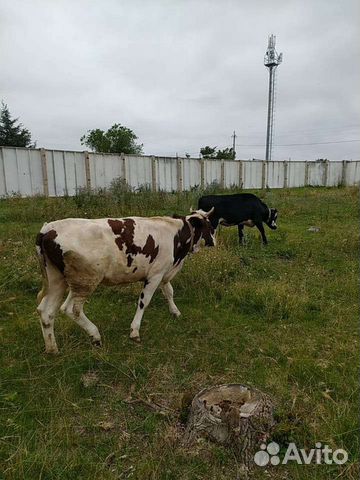 Продаются тëлки стельные