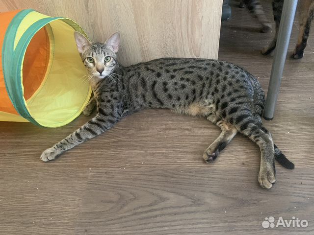 Саванна кошка
