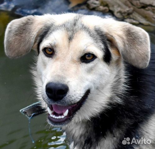 Молодая добрая собачка в добрые руки