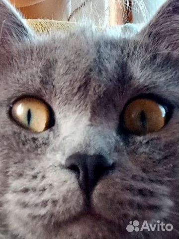 Кот британец