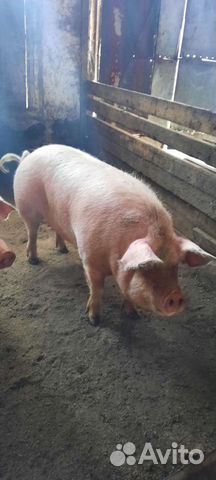 Свиней хряков