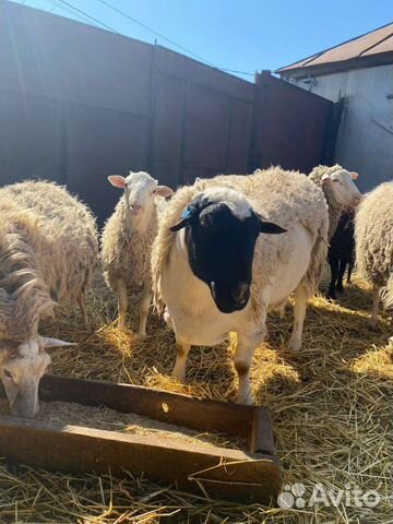 Баран Дорпер 75
