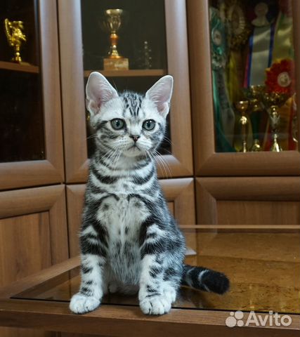 Американская короткошерстная кошка