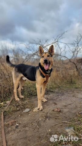 Немецкая овчарка метис из приюта