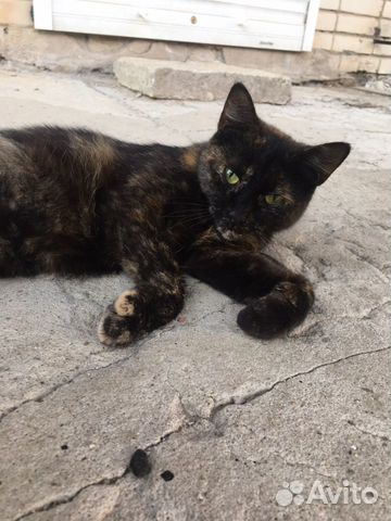 Кошка в добрые руки