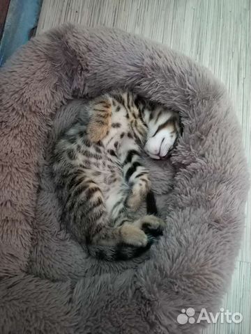 Бенгальские котята
