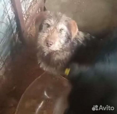 Маленькая собачка. В отлове