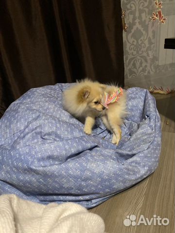 Померанский шпиц щенок девочка