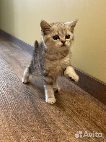Шотландская прямоухая котенок