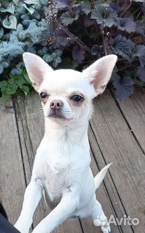 Кремовая девочка чихуа
