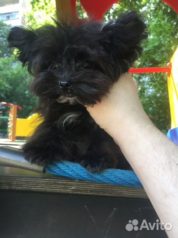 Micro teddy dog