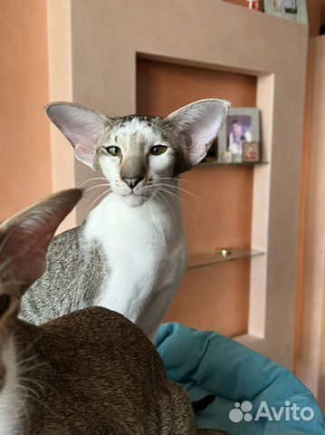 Ориентальная кошка