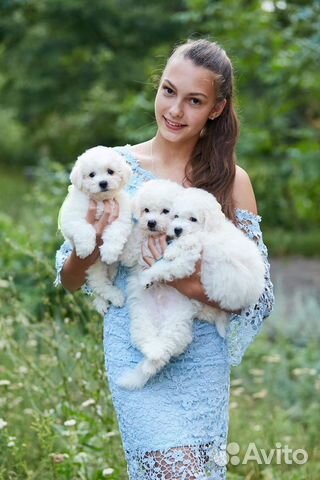 Шикарные щеночки Бишон Фризе