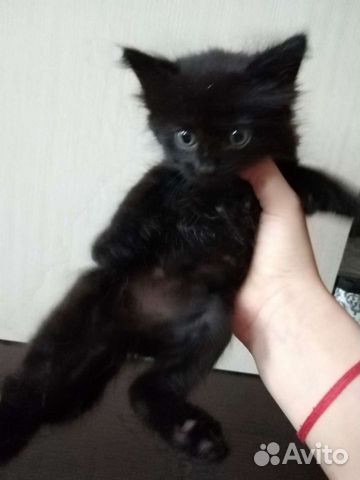 Котенок 1 мес (мальчик)