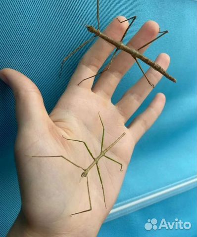 Анамские палочники