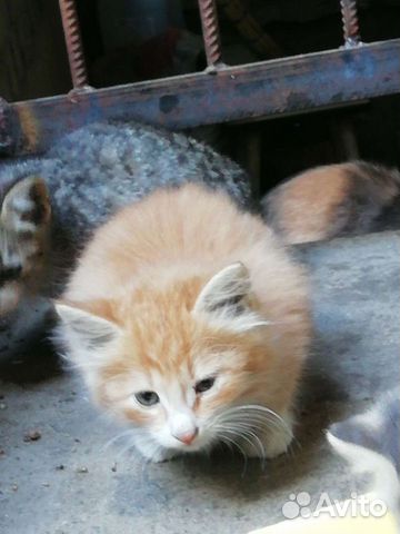 Пушистый рыжик