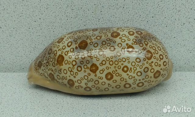 Ципрея Аргус морская ракушка раковина