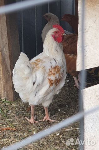 Молодой петушок-красавец