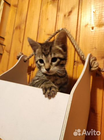 Пока ещё не тигр, но тигрёнок ищет дом