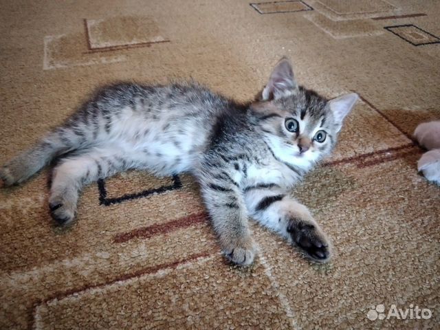 Кошки в добрые руки. Котята 2 месяца (кошечки)