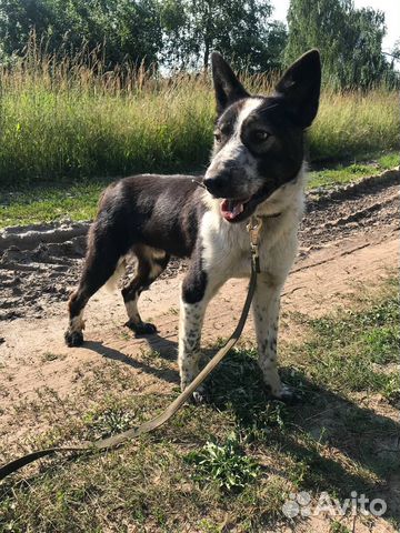 Бой ищет хозяина