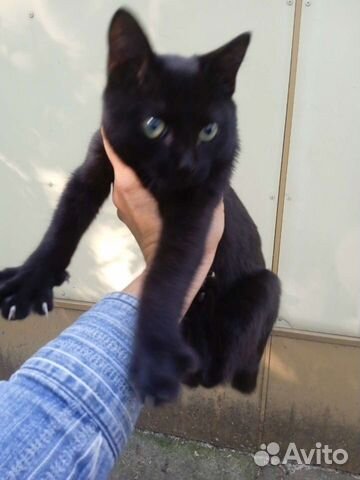 Котик ищет дом