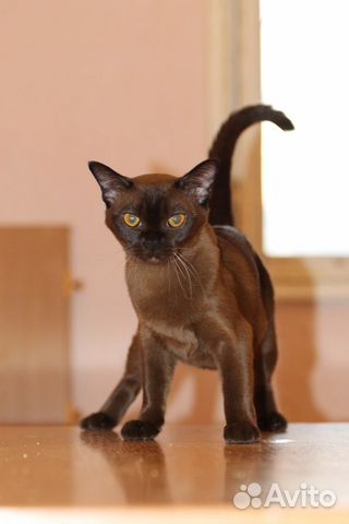 Европейская бурма