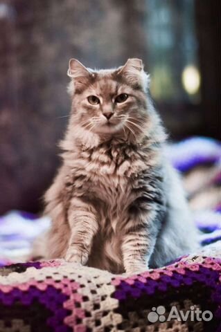 Шикарная ласковая кошка, без проблем