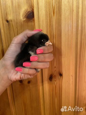 Мараны 2-х месячные