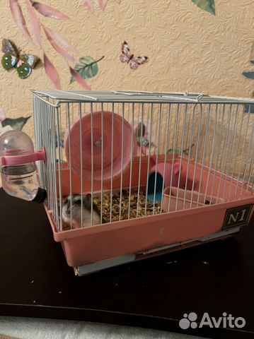 Джунгарский хомяк