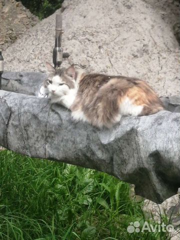 Кошка домашняя (ищет семью и дом)