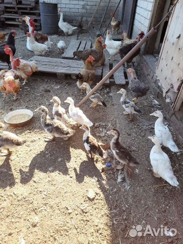 Утки индоутки