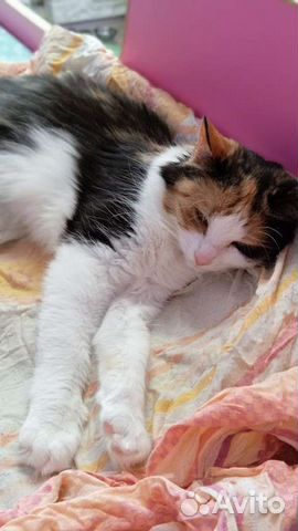 Кошка, котенок