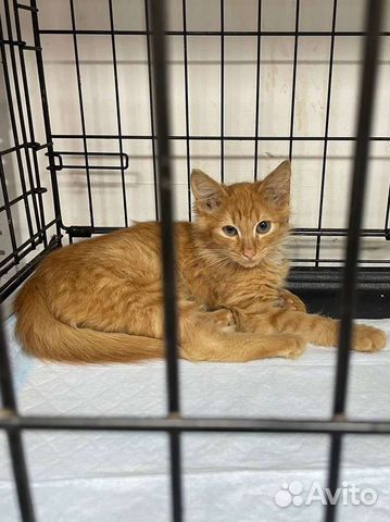 Рыжий пушистый котенок