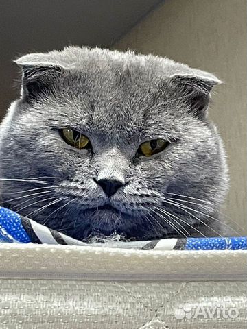 Британский кот вязка