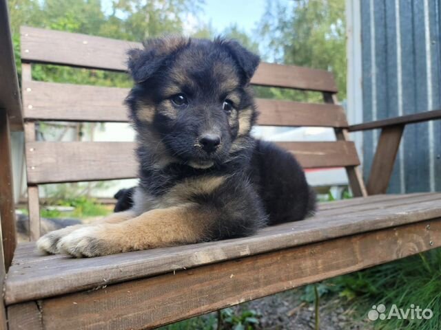 Щенок ищет дом