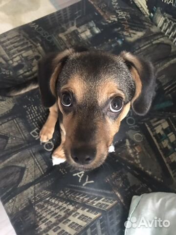 Той-терьер щенки