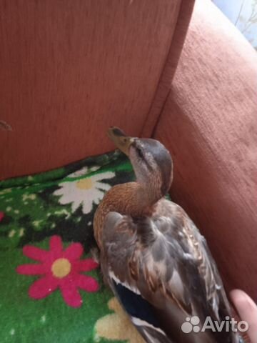 Продам дикую утку на суп живая