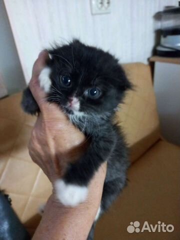 Вислоухая красавица в самые добрые руки